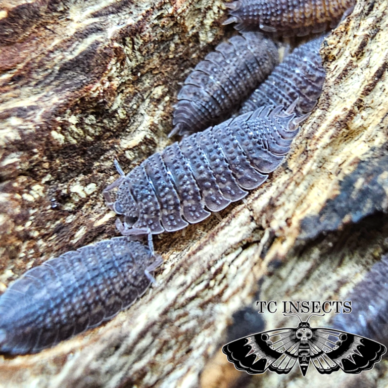 Porcellio Sp. "Spiky Canare" - TC INSECTS