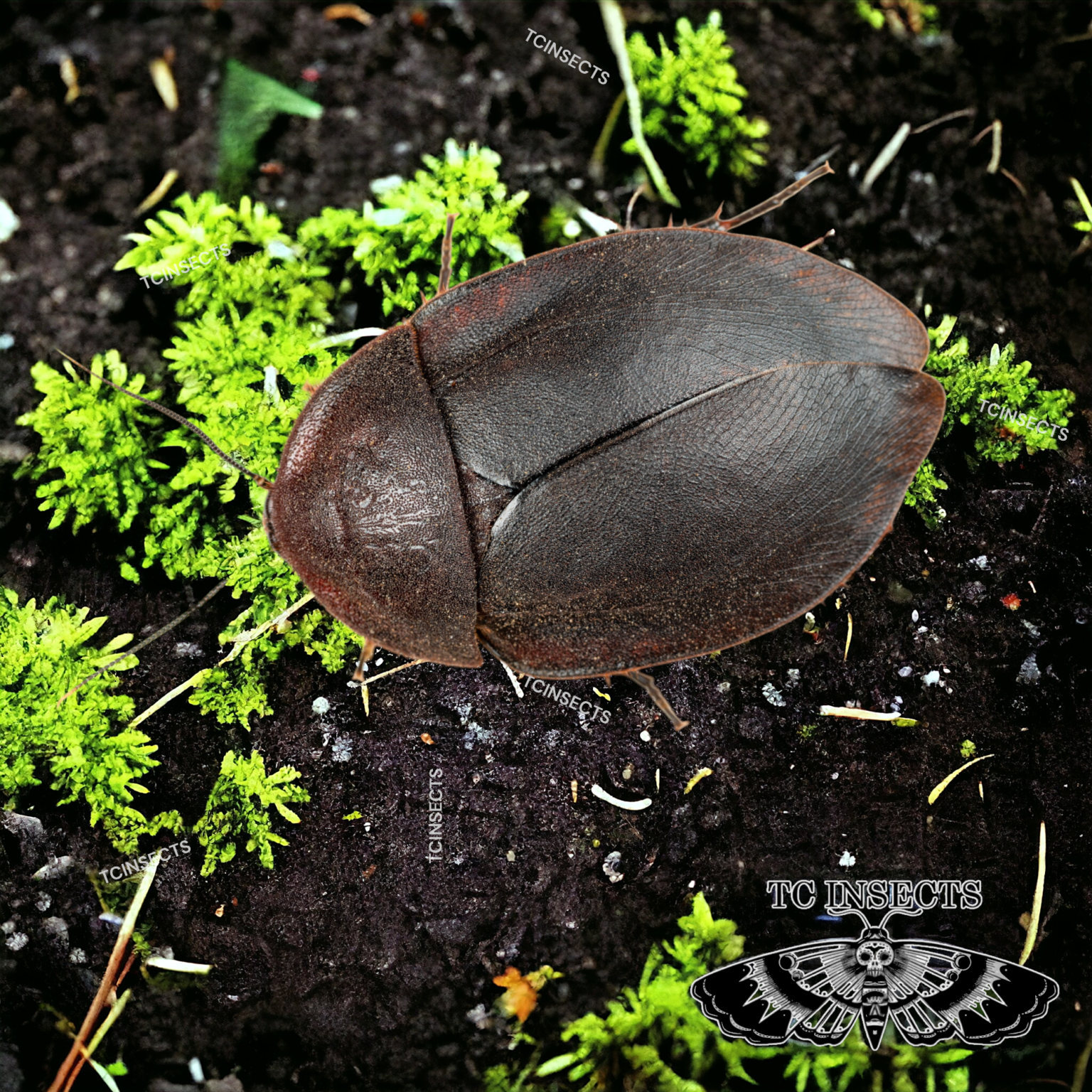 Ergaula pilosa "Big black beetle mimic Roach" - TC INSECTS